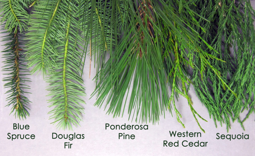 Conifer Tree Identification